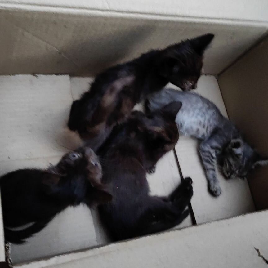 Котята ищют дом