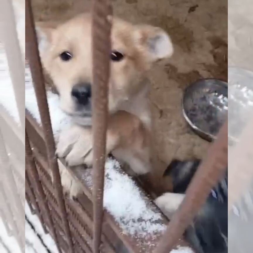 Щенок в добрые руки