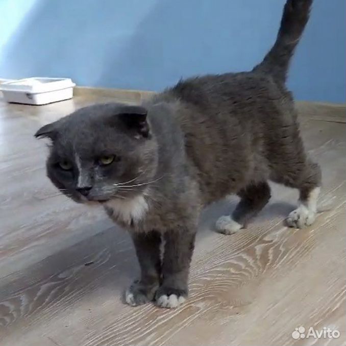 Шотландский кот хочет стать домашним
