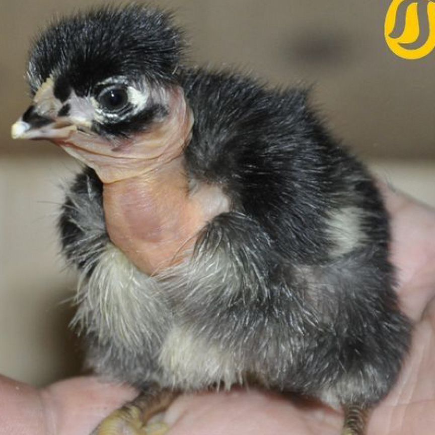 Цыплята Голошейка