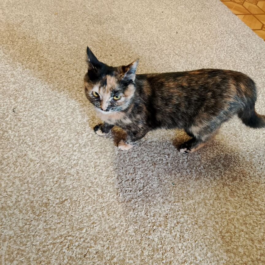 Кошка 9 месяцев