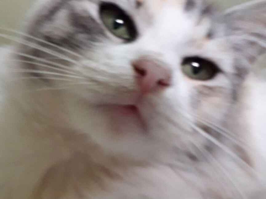 Осталась кошечка родилась 26 июля 2022г