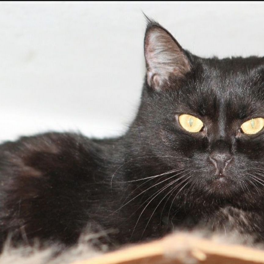 Кошка