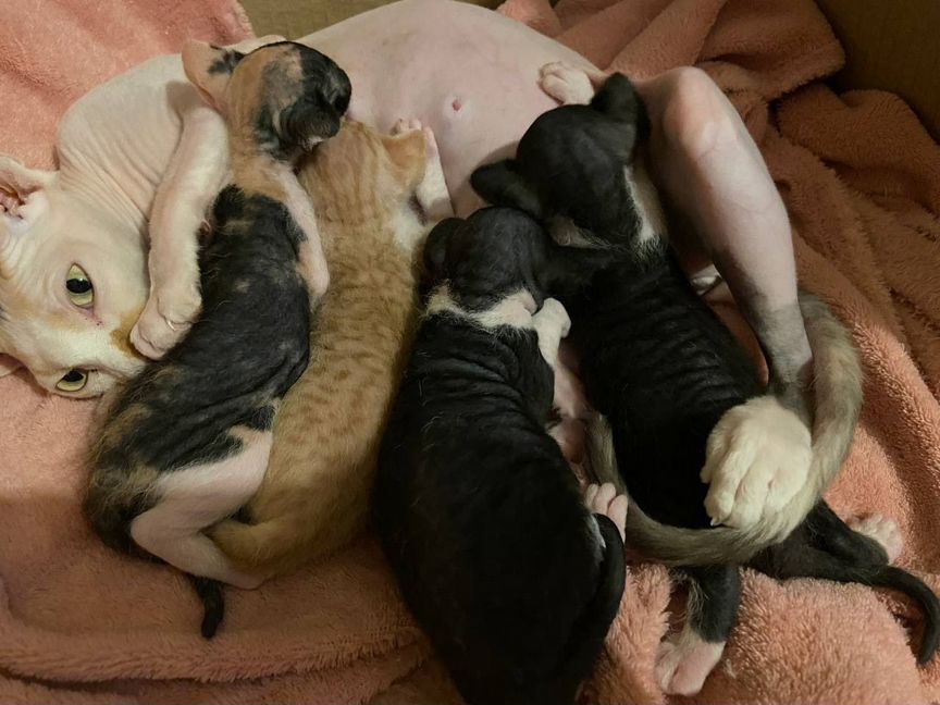 Котята сфинкс браш