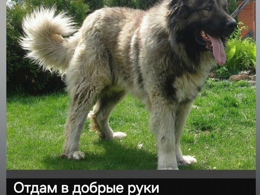 Собака бесплатно