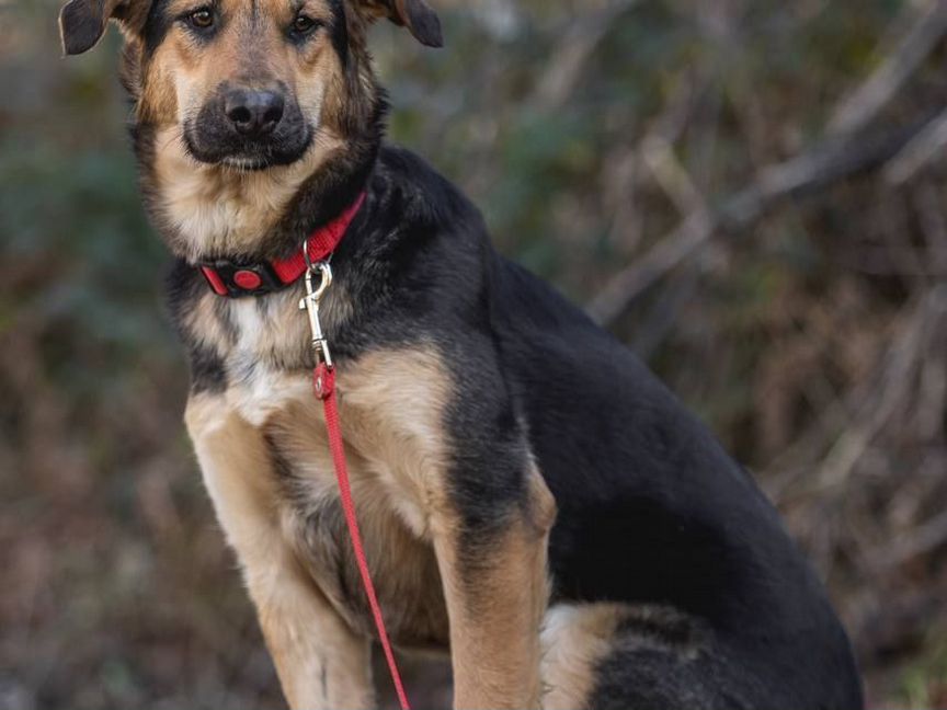 Собака в добрые руки