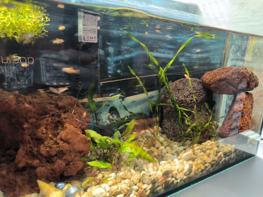 Меченосцы мальки