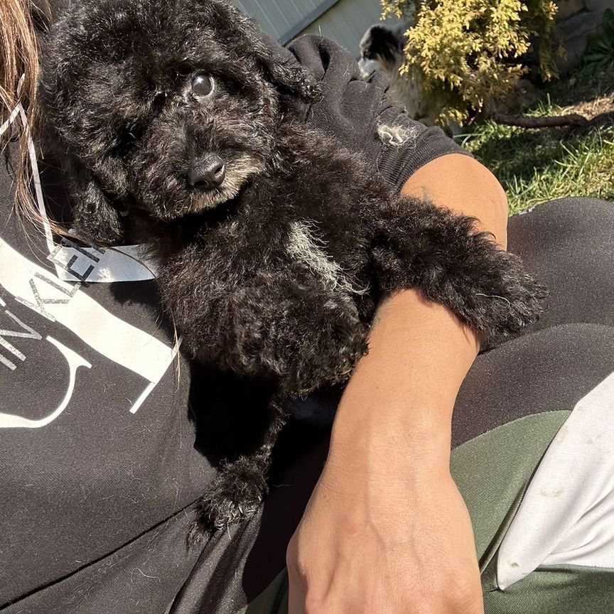 Мальтипу мини черный