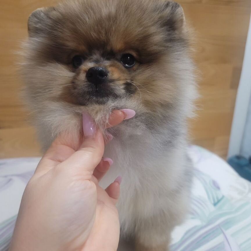 Померанский шпиц, щенок