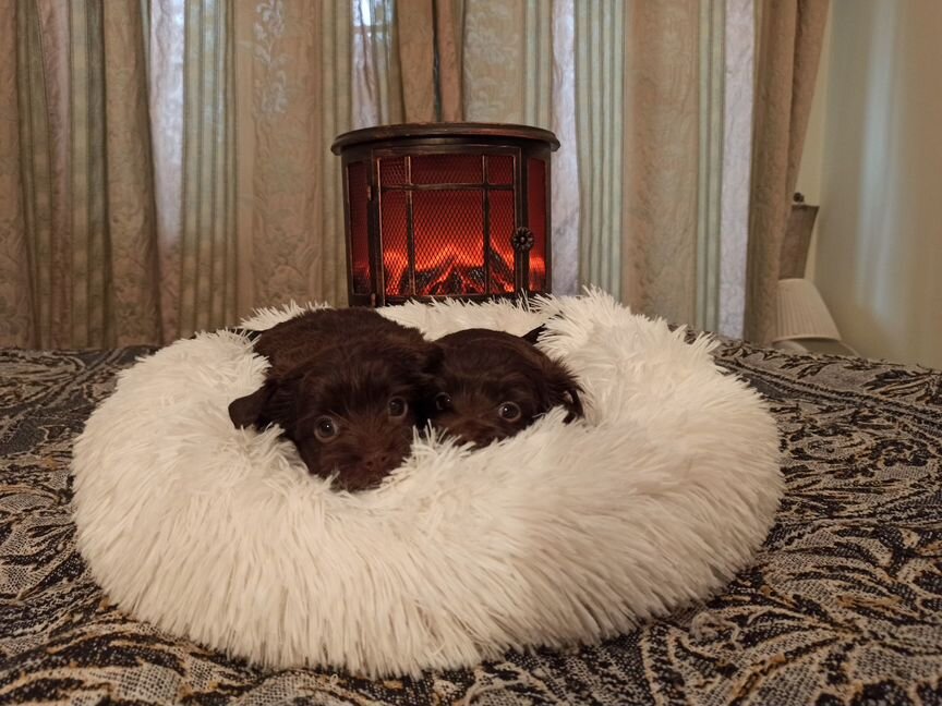 Бивер йорк шоколадный