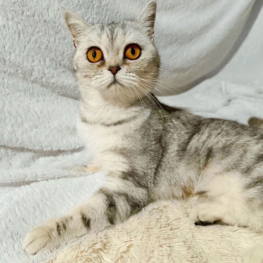 Кошечка британка