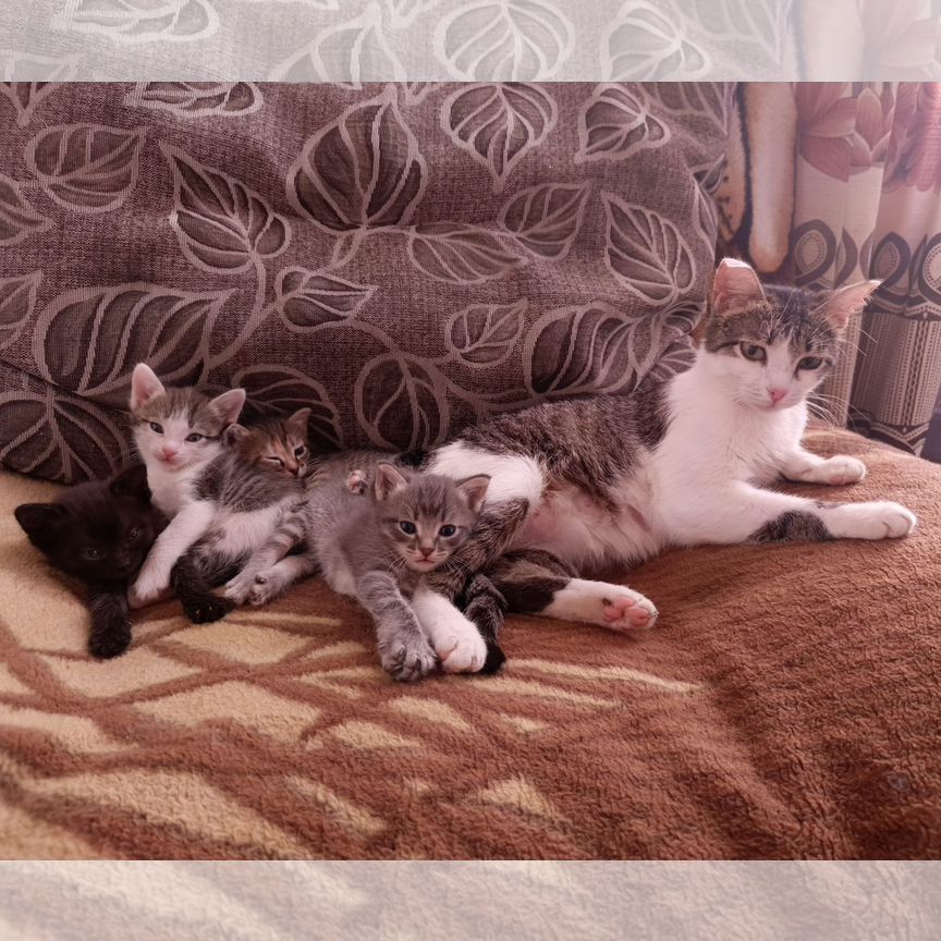 Сибирский котёнок