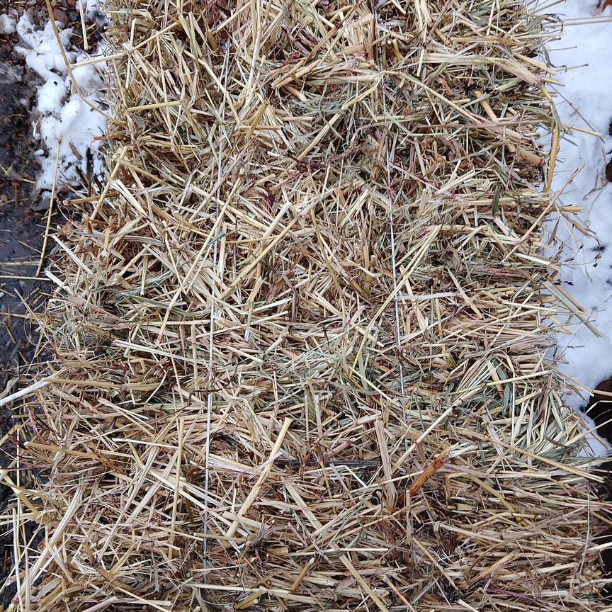 Сено в тюках суданка