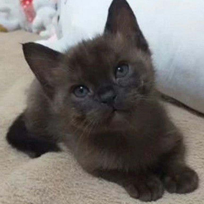 Европейский бурманский котёнок