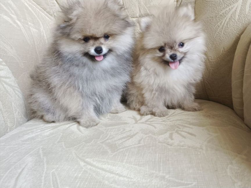 Померанский шпиц мини