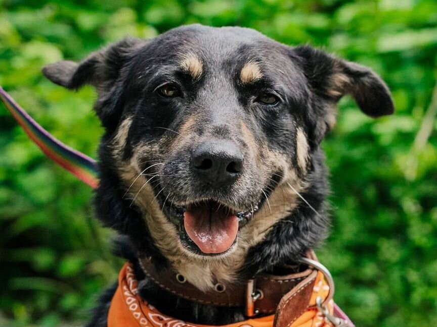 Квартирная собачка в добрые руки