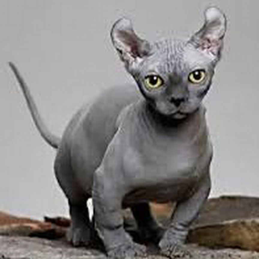 Канадский сфинкс, взрослая кошка