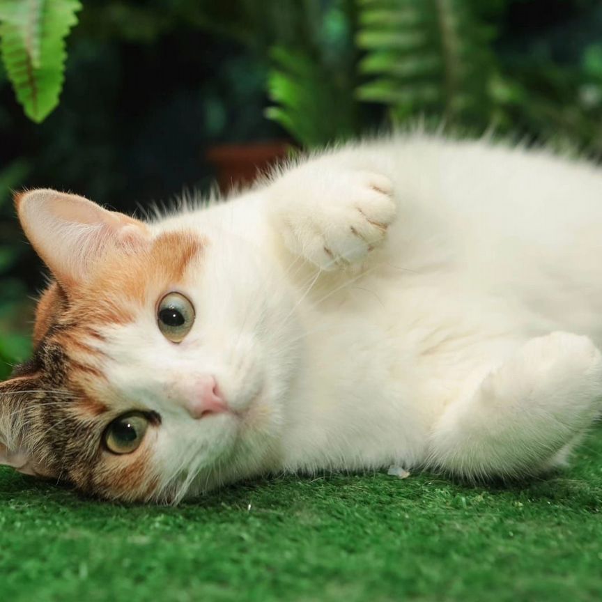 Кошки в добрые руки