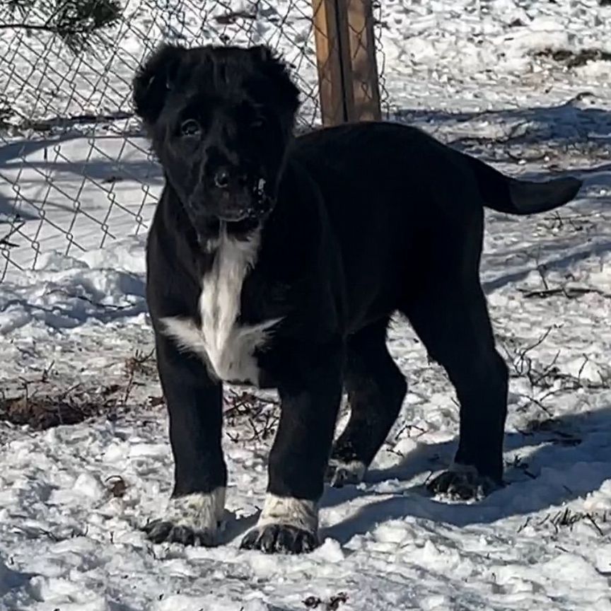 Щенки сао алабай среднеазиатская овчарка