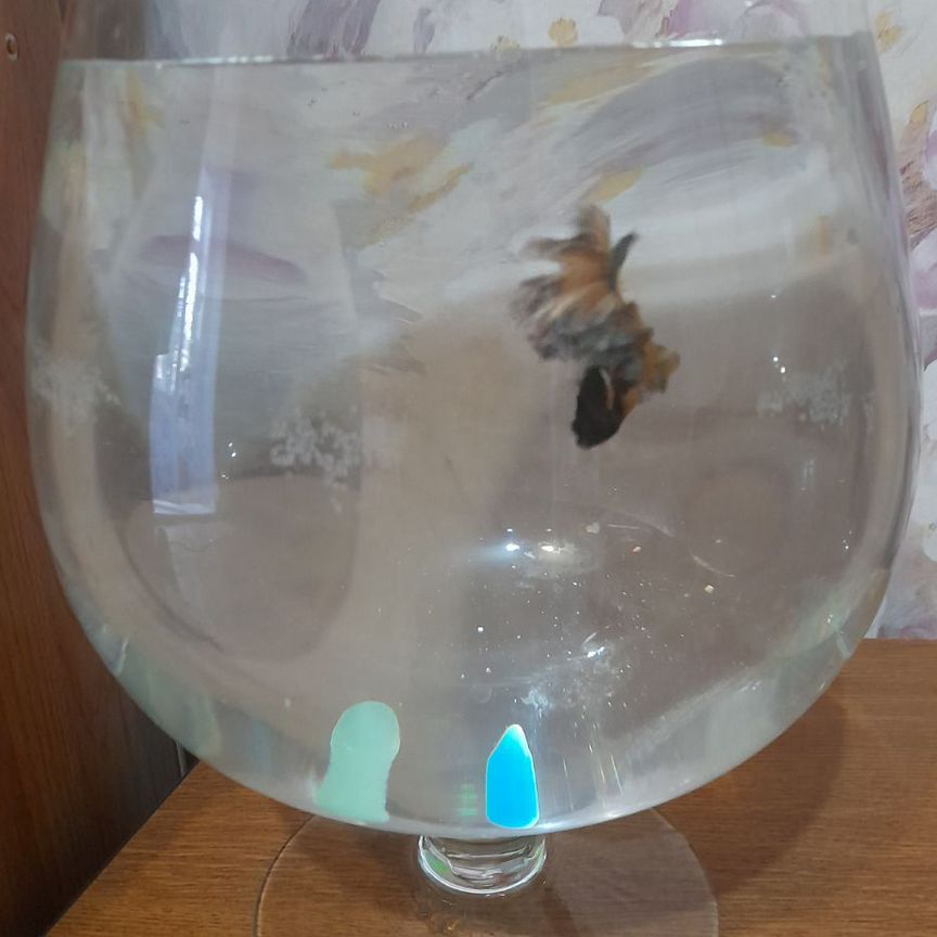 Рыбка петушок красавец в аквариуме,бакал,5л