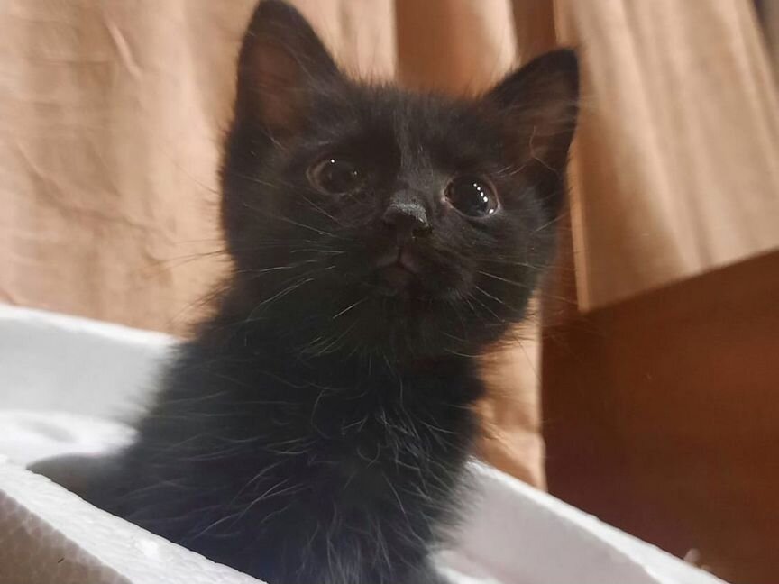 Отдам котят в добрые руки