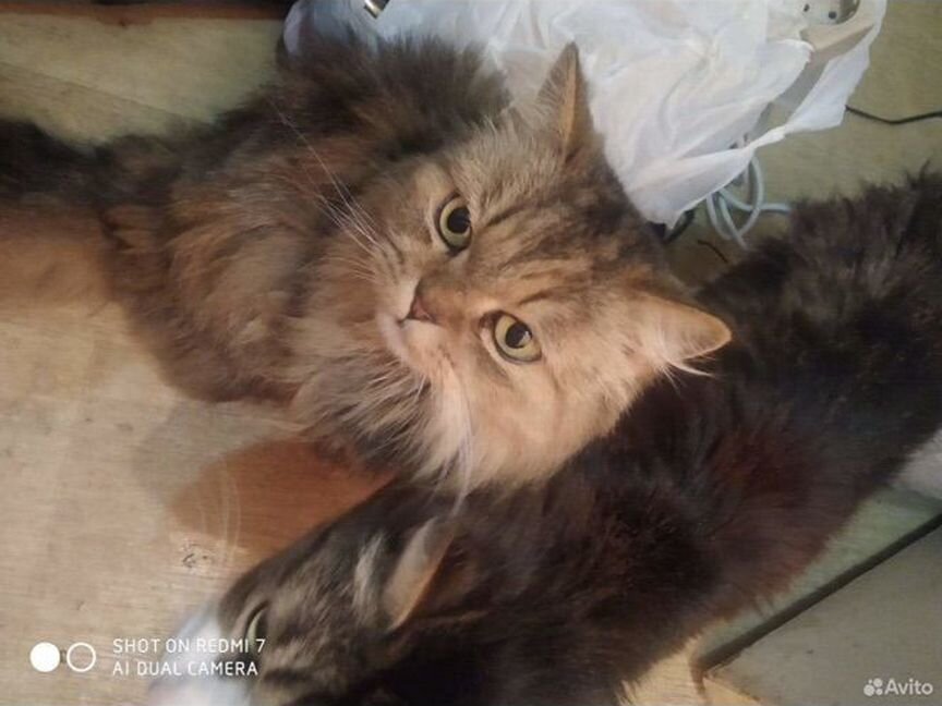 Кошки в добрые руки бесплатно