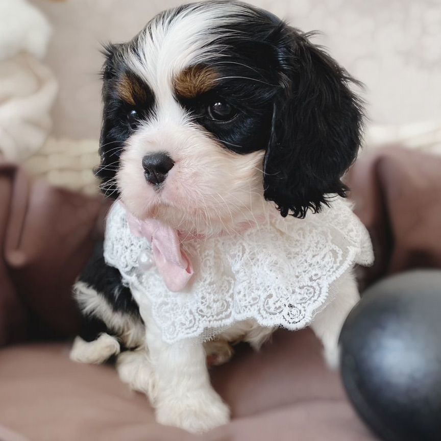 Кавалер кинг-чарльз-спаниель, щенок