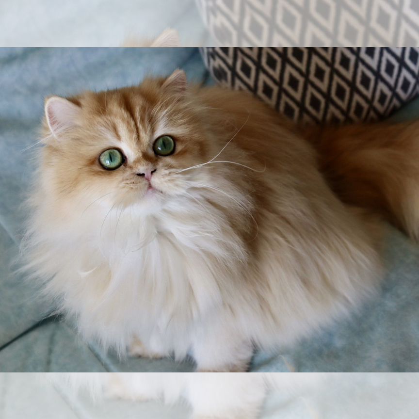 Британская длинношёрстная, взрослая кошка