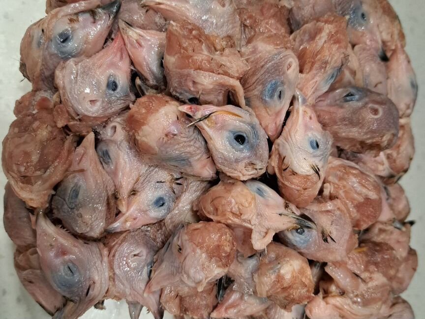 Головы перепелиные