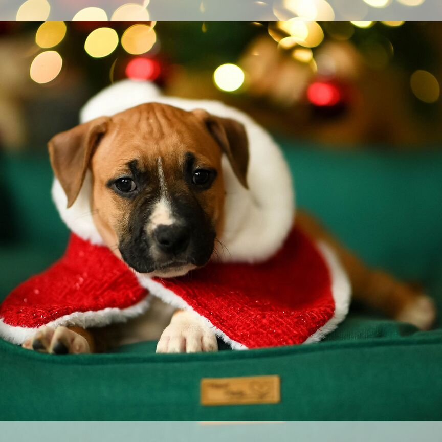 Американский стаффордширский терьер, щенок