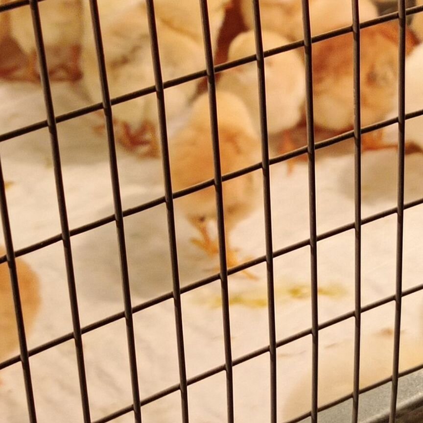 Цыплята бройлеры кобб 500