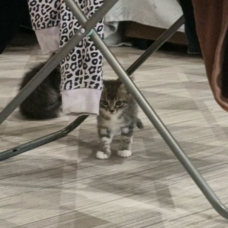 Раздам котят