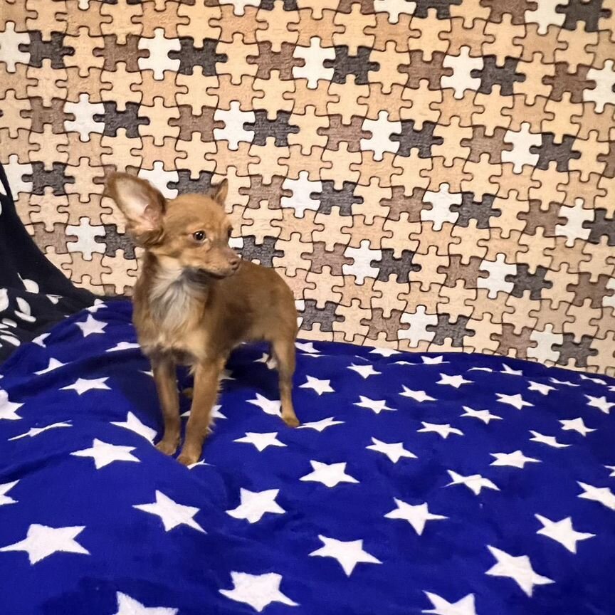 Мальчик той длинношерстный