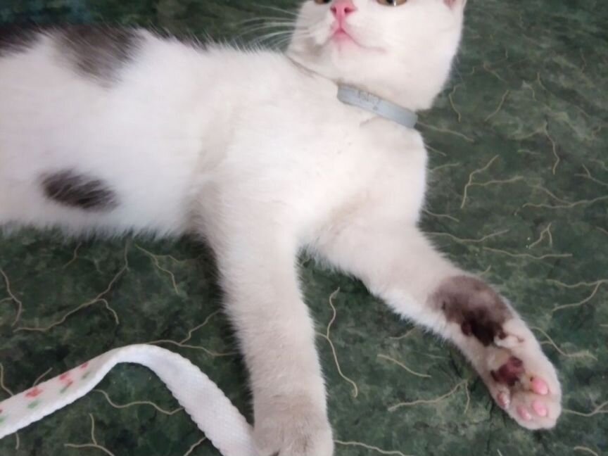 Котята в добрые руки бесплатно мальчик