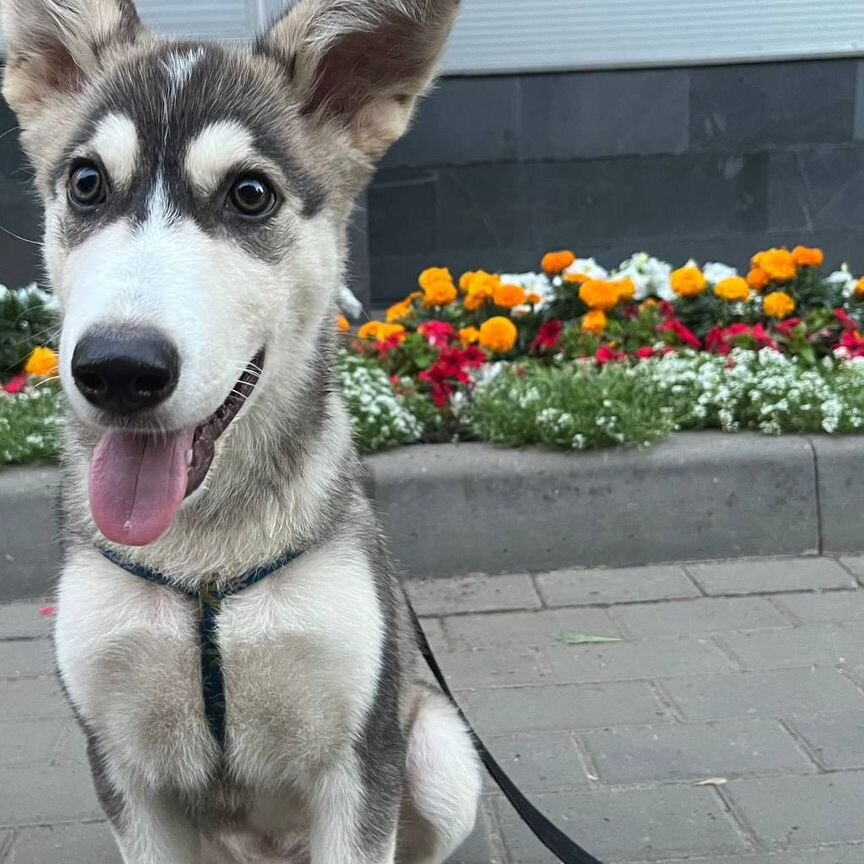 Смесь хаски