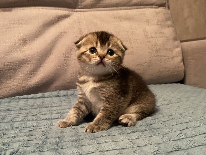 Шотландская вислоухая кошка