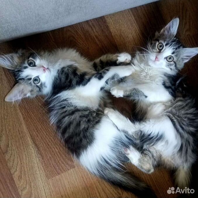 Отдам чудесных пушистых котят