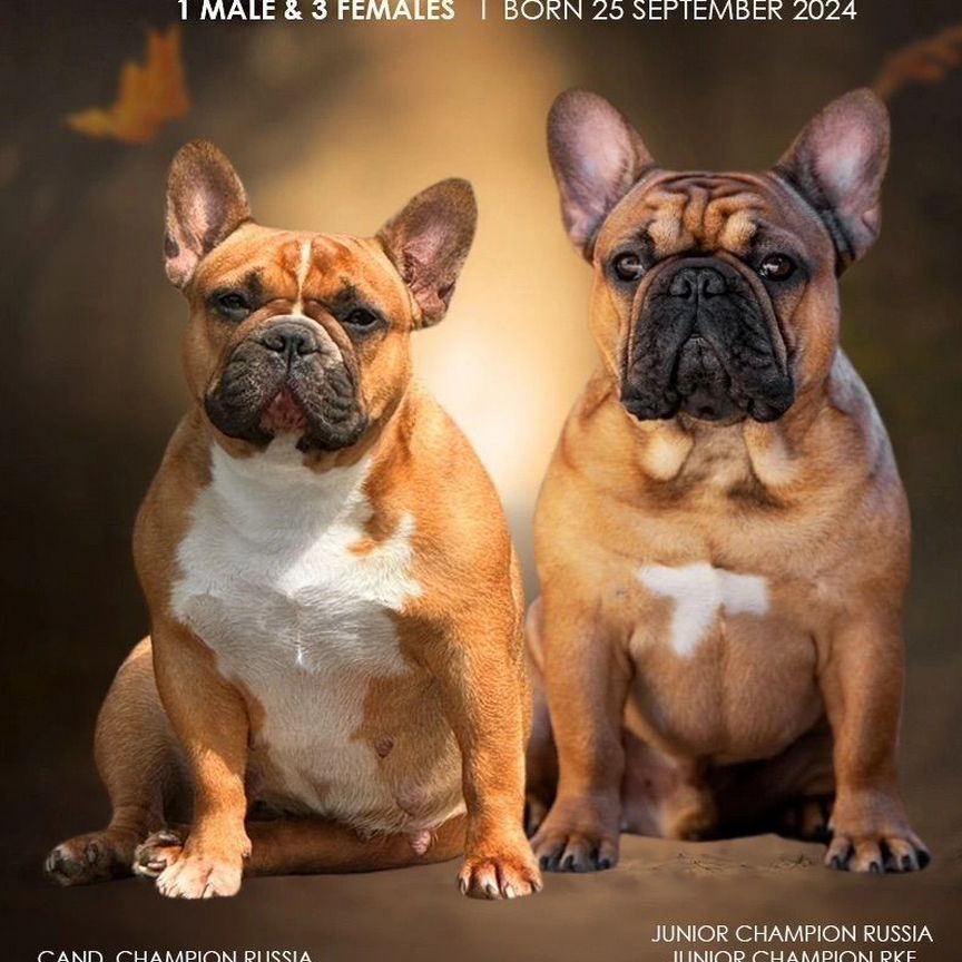 Французский бульдог щенки