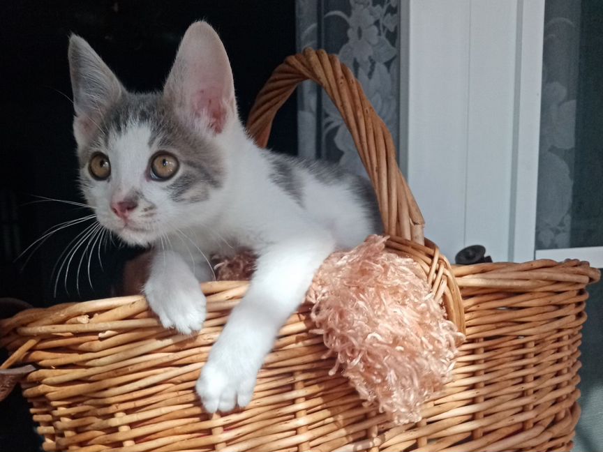 Котята