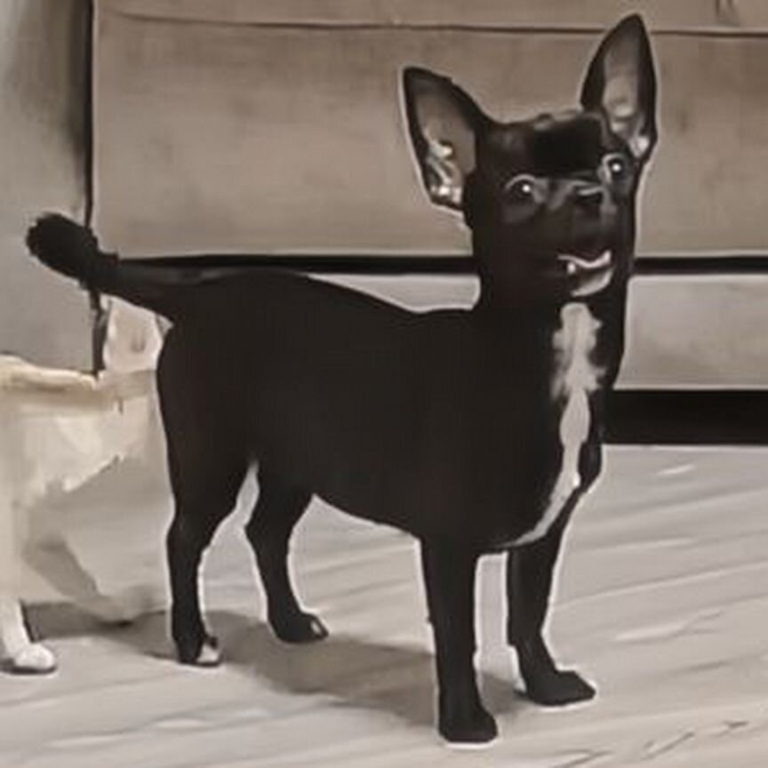 Чихуахуа, щенок