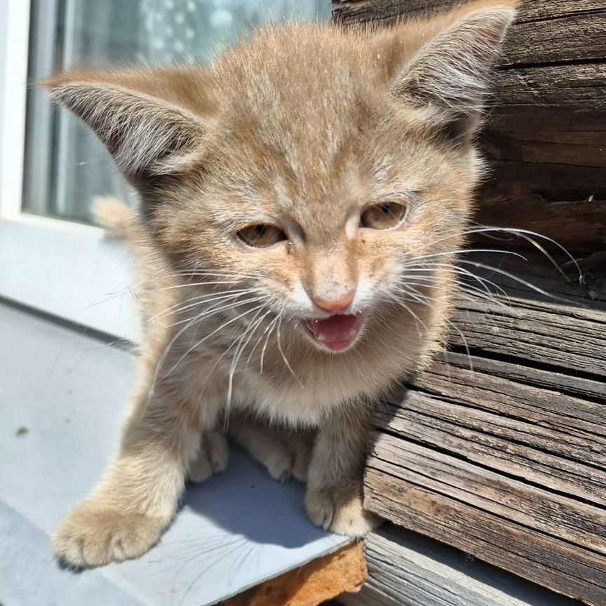Отдам котенка в добрые руки