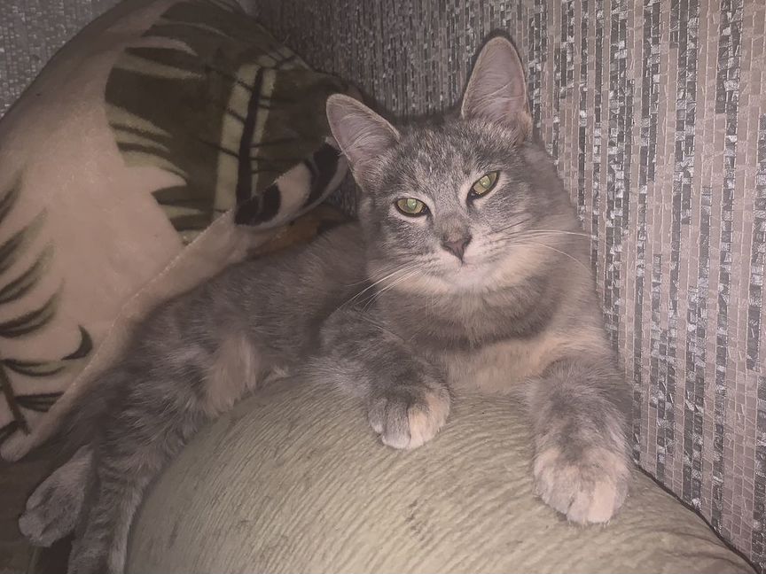 Кошечка 5 месяцев сибирячка ласковая