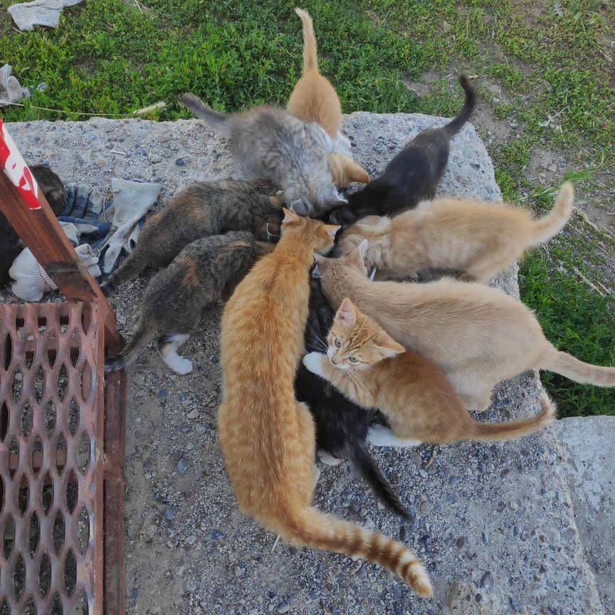 Котята в добрые руки