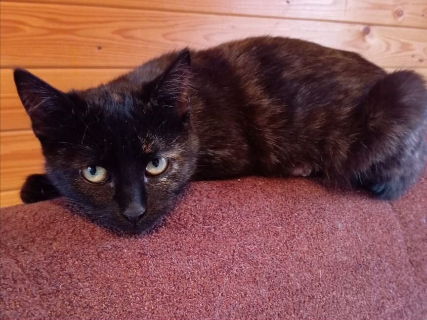 Кошка Лаура 4мес. Брошена