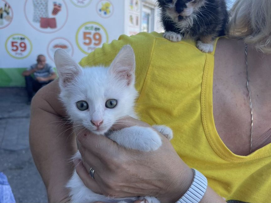 Крутые котятки