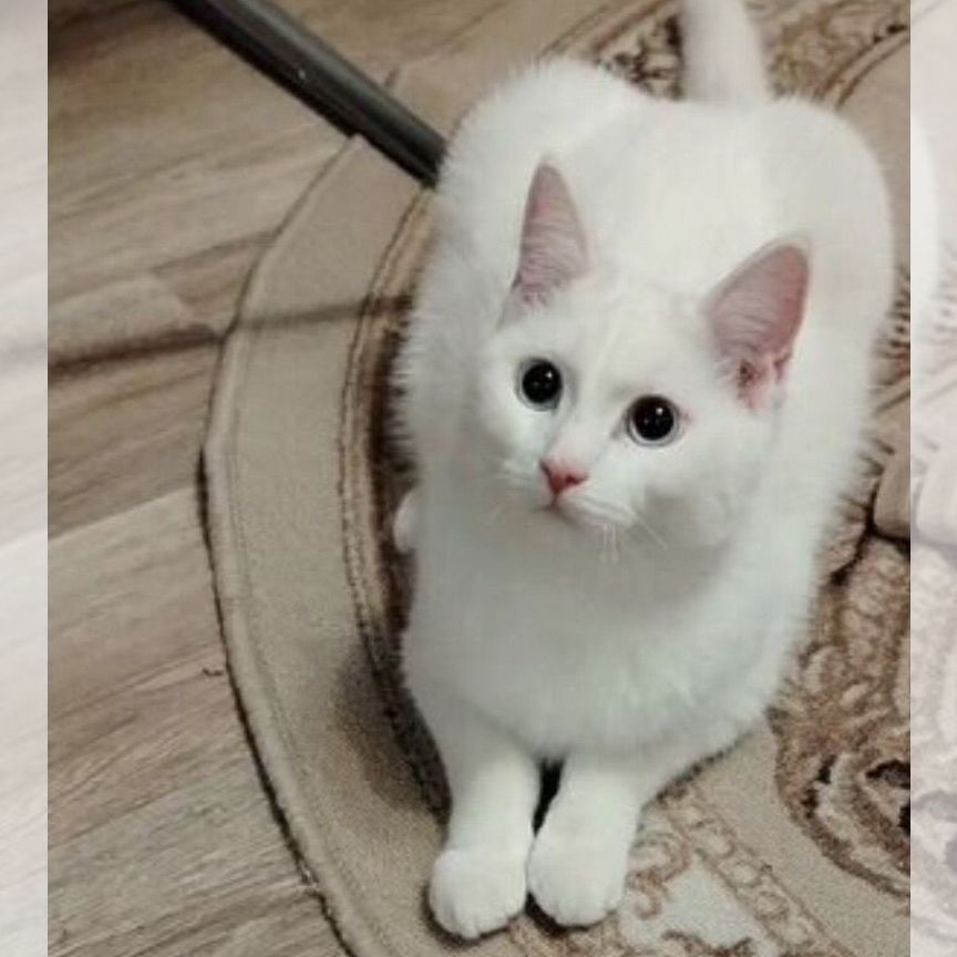 Као-мани котёнок