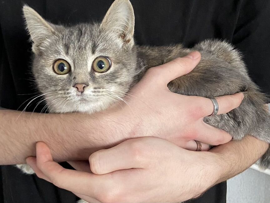Кошка