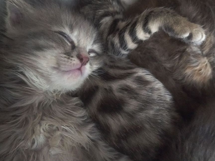 Котята