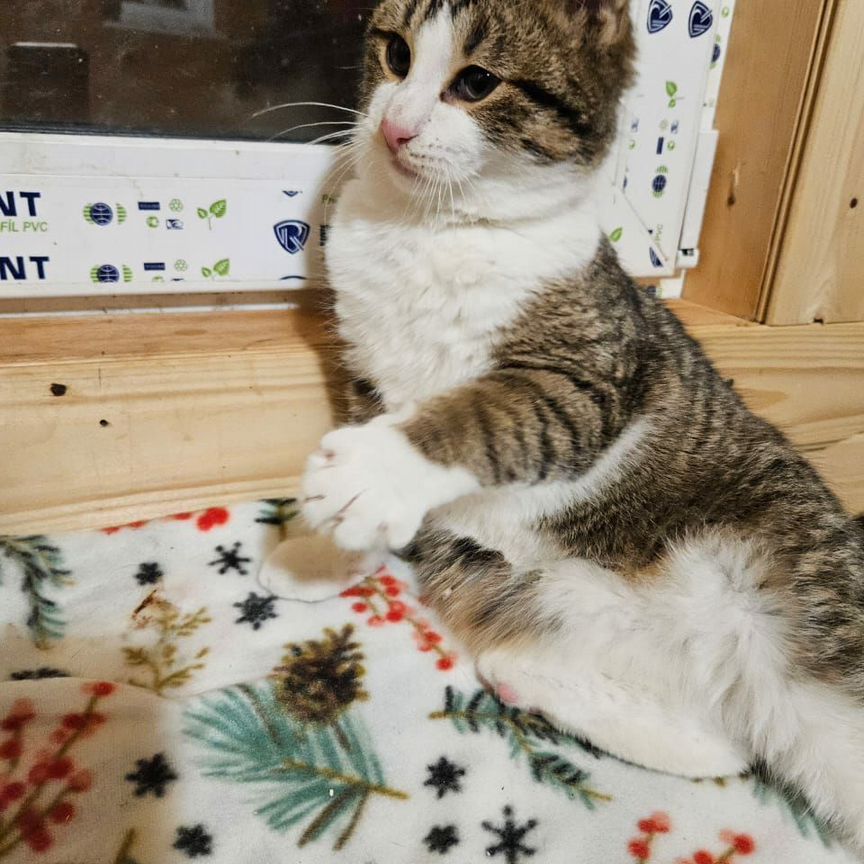 Котик 3,5 месяца