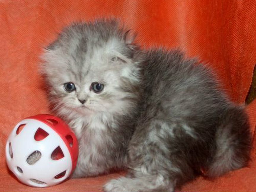 Шотландские вислоухие котята элитные